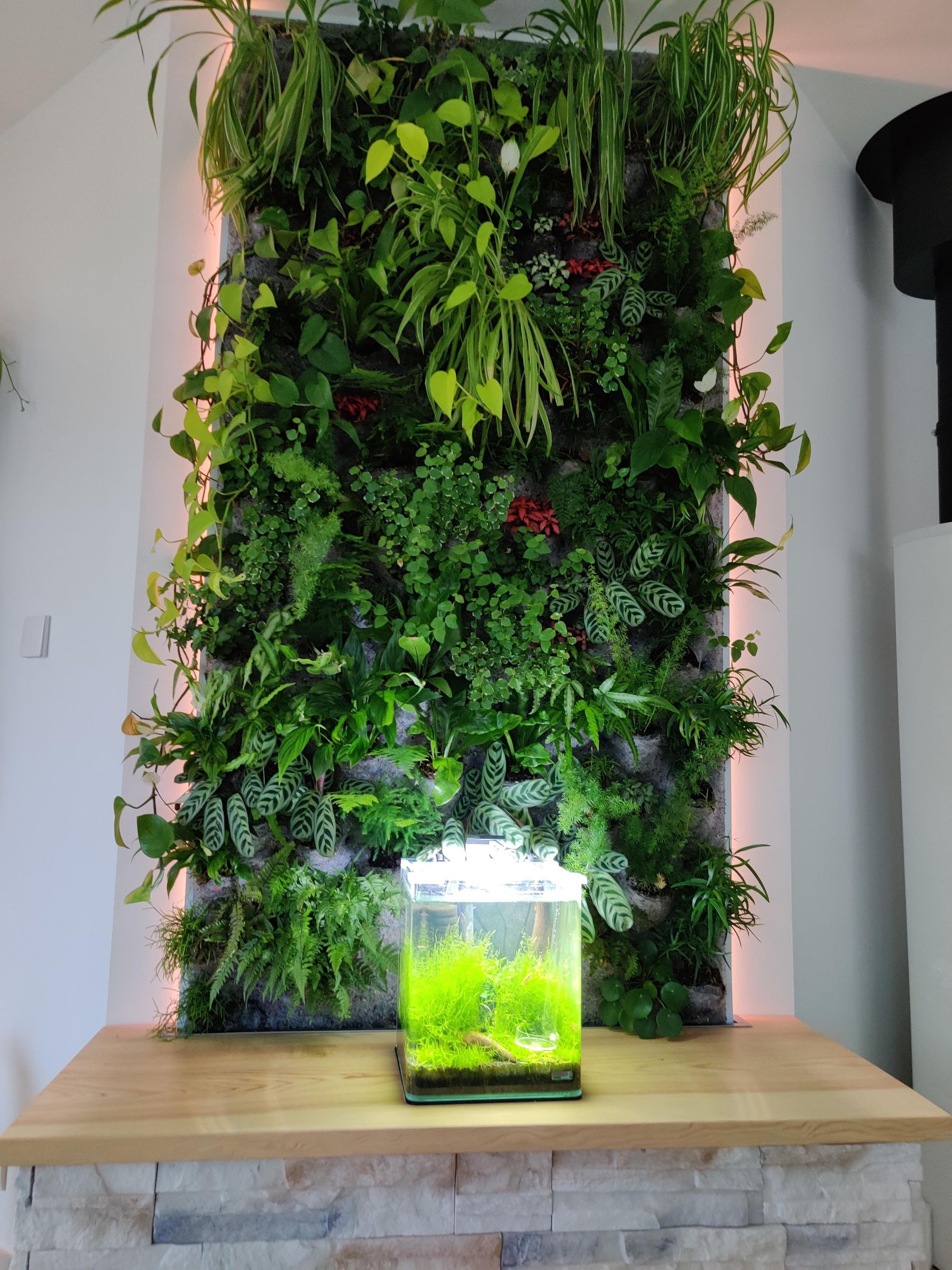 Indoor Green Wall : 5 Steps (with Pictures) - Instructables