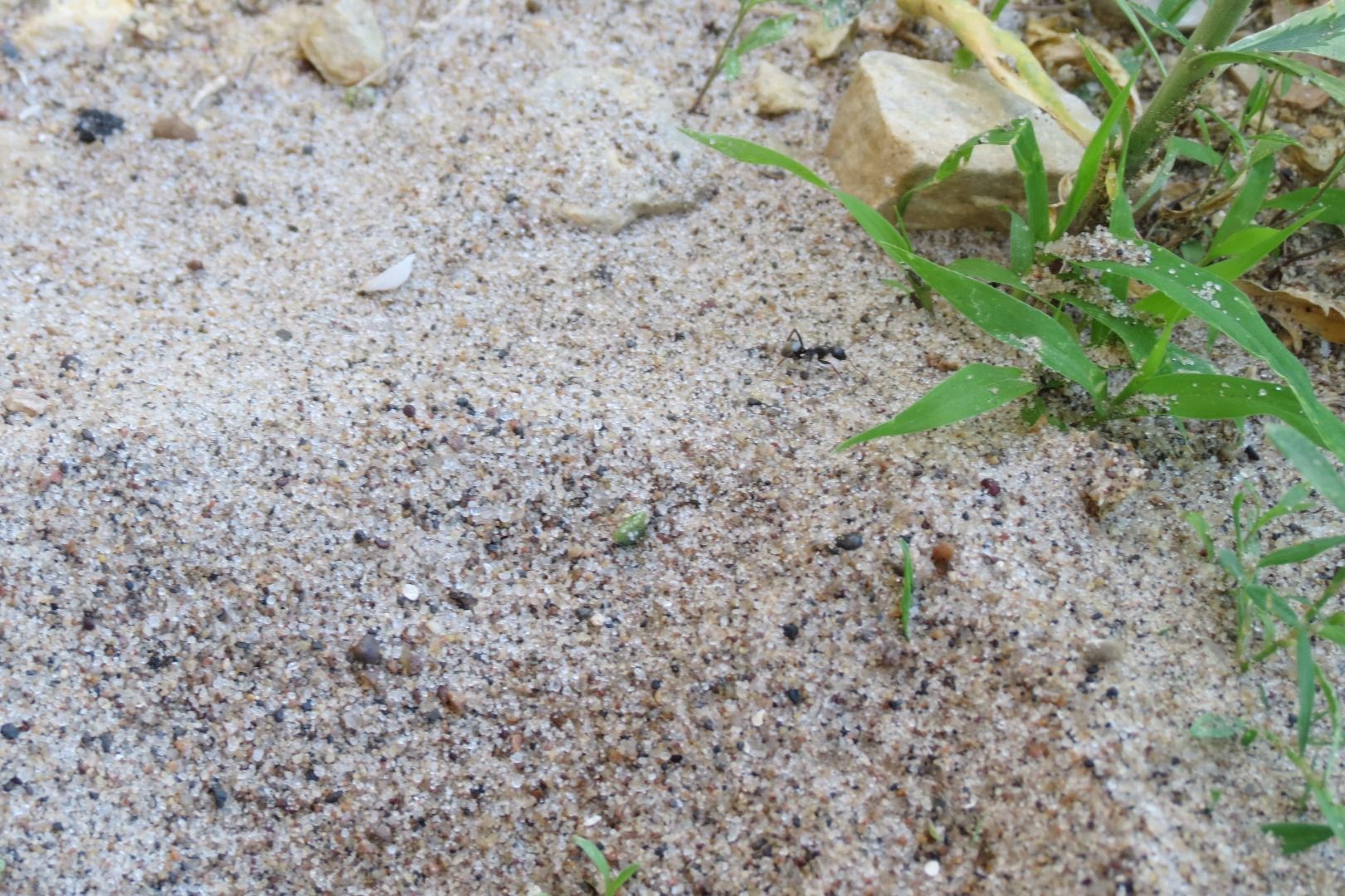 Casting an Aluminum Anthill : 8 Steps (with Pictures) - Instructables