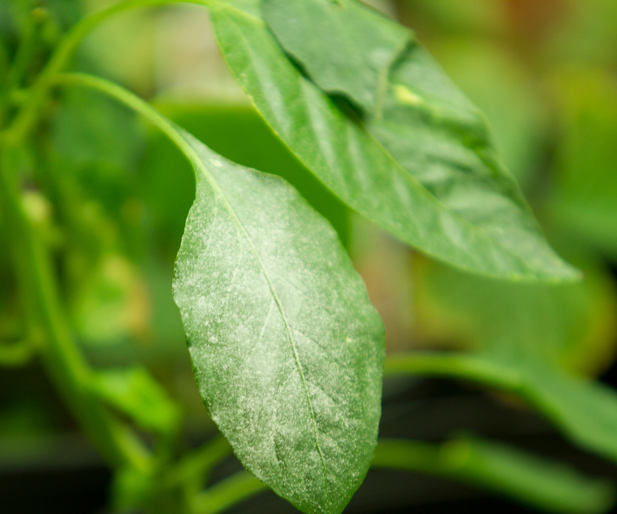 Eliminating Powdery Mildew : 4 Steps - Instructables