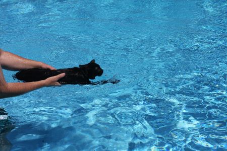How to Teach a Cat to Swim. : 8 Steps (with Pictures) - Instructables