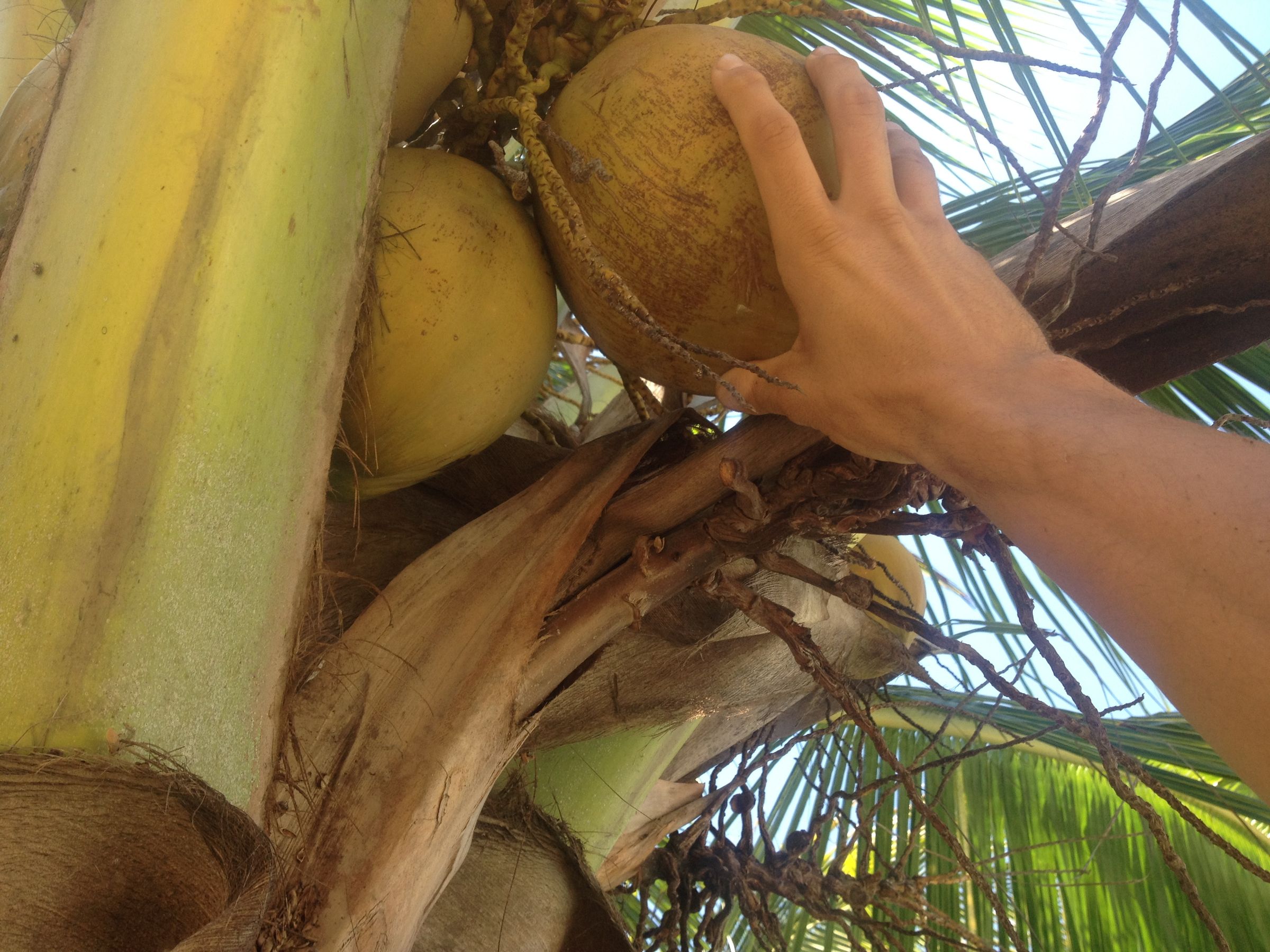 Open a Coconut by Hand Without a Machette : 3 Steps - Instructables