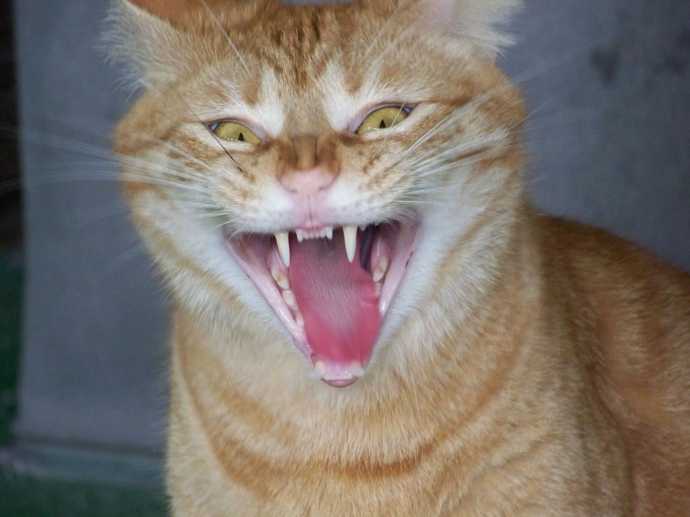 How to Make Your Cat Purr : 7 Steps (with Pictures) - Instructables