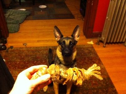 "Indestructible" Dog Toy : 4 Steps (with Pictures) - Instructables