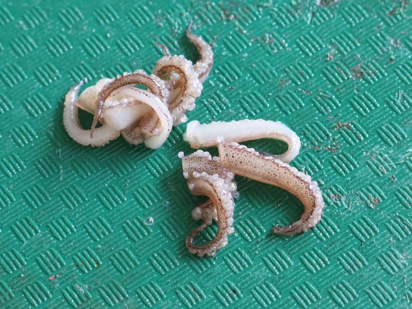 Squid Dissection : 11 Steps (with Pictures) - Instructables