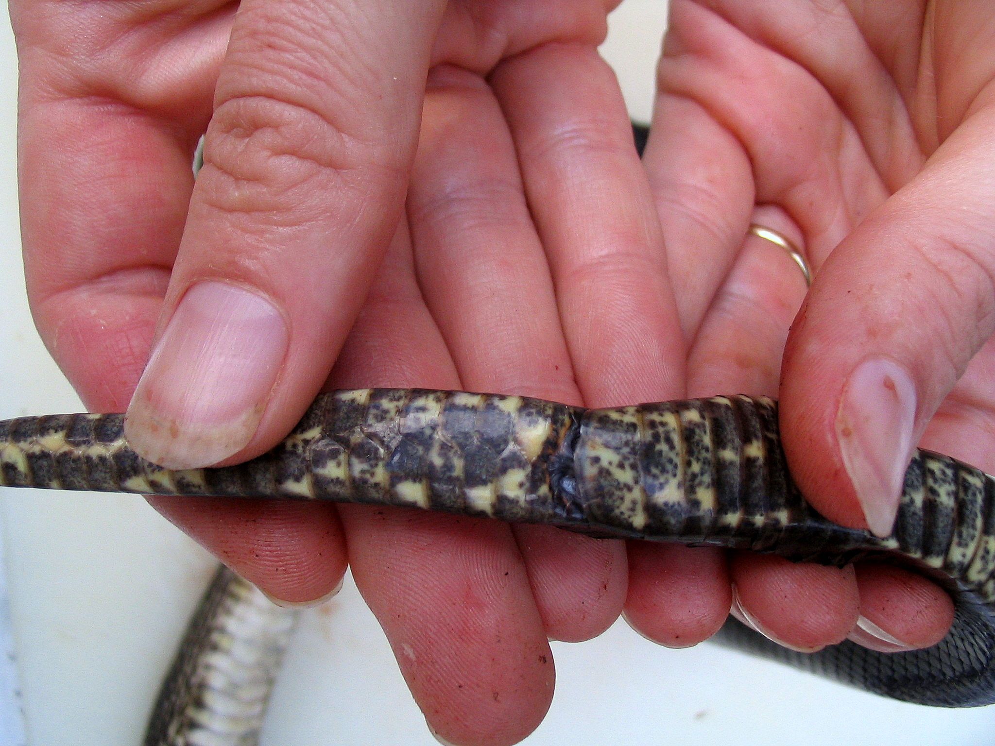 How to Skin and Clean a Dead Snake : 11 Steps (with Pictures ...