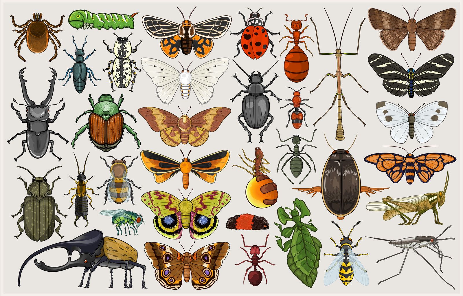 Insect Collection Case and Introduction to Entomology : 8 Steps (with ...