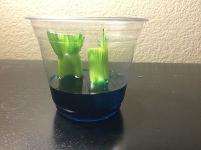 Observing Water Movement Within Celery : 7 Steps - Instructables