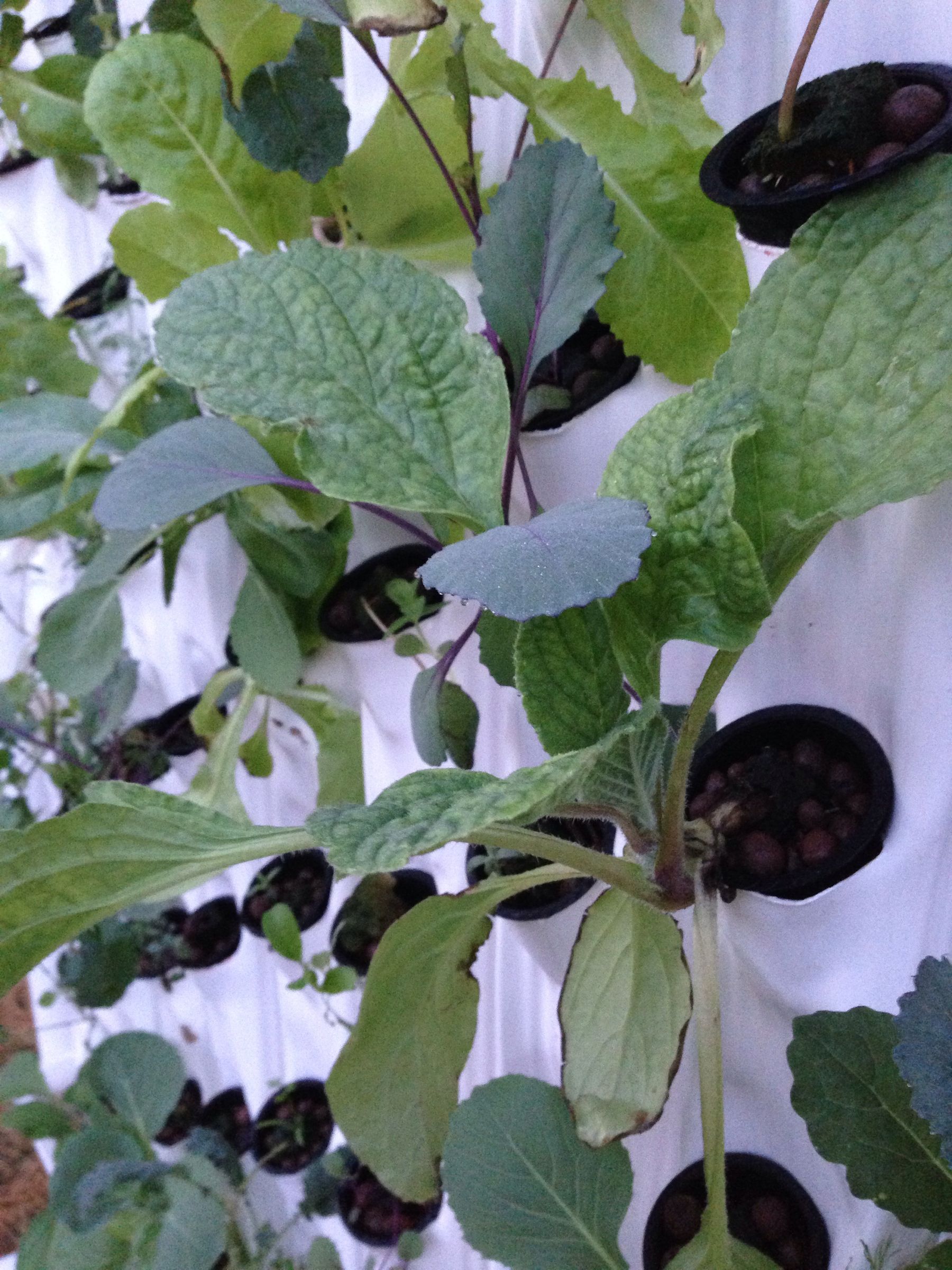 Vertical Hydroponic Farm : 13 Steps (with Pictures) - Instructables