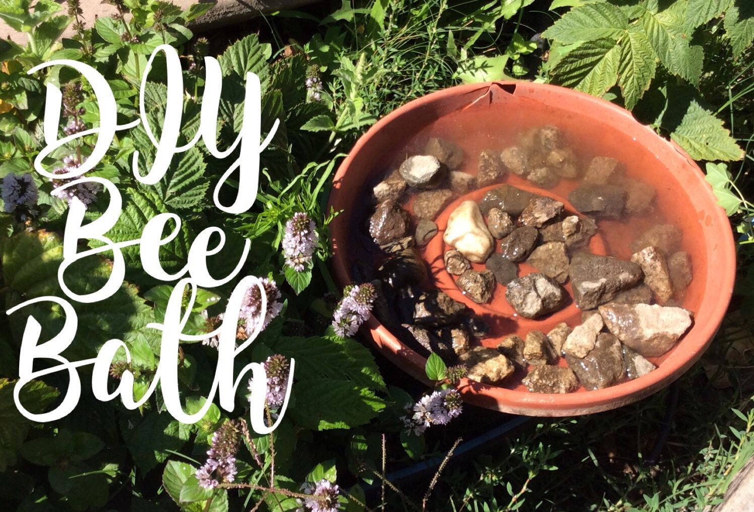 Make Your Own Bee Bath : 3 Steps - Instructables