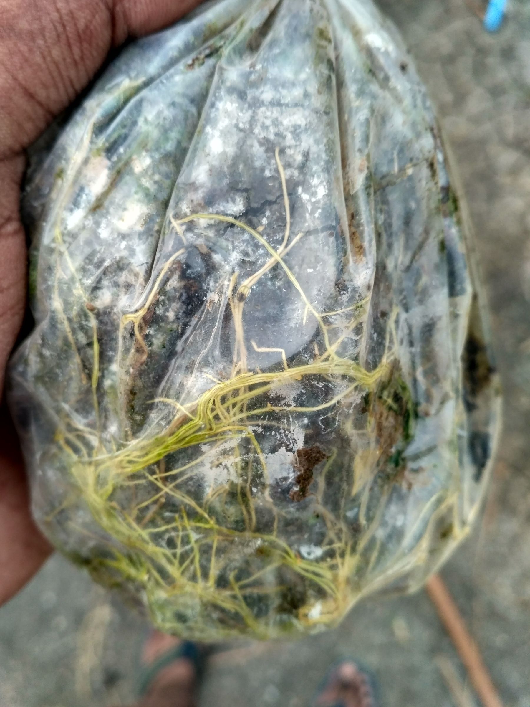 Air Layering : 8 Steps (with Pictures) - Instructables