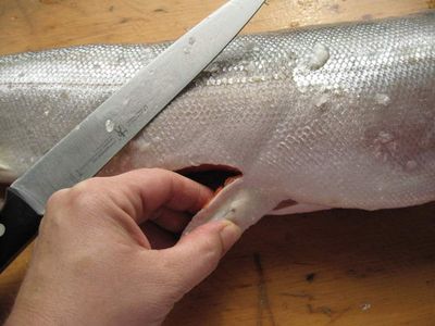 Canned Salmon Tutorial : 11 Steps (with Pictures) - Instructables