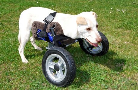 Adaptable Wheelchair for Handicapped Dogs : 5 Steps (with Pictures ...