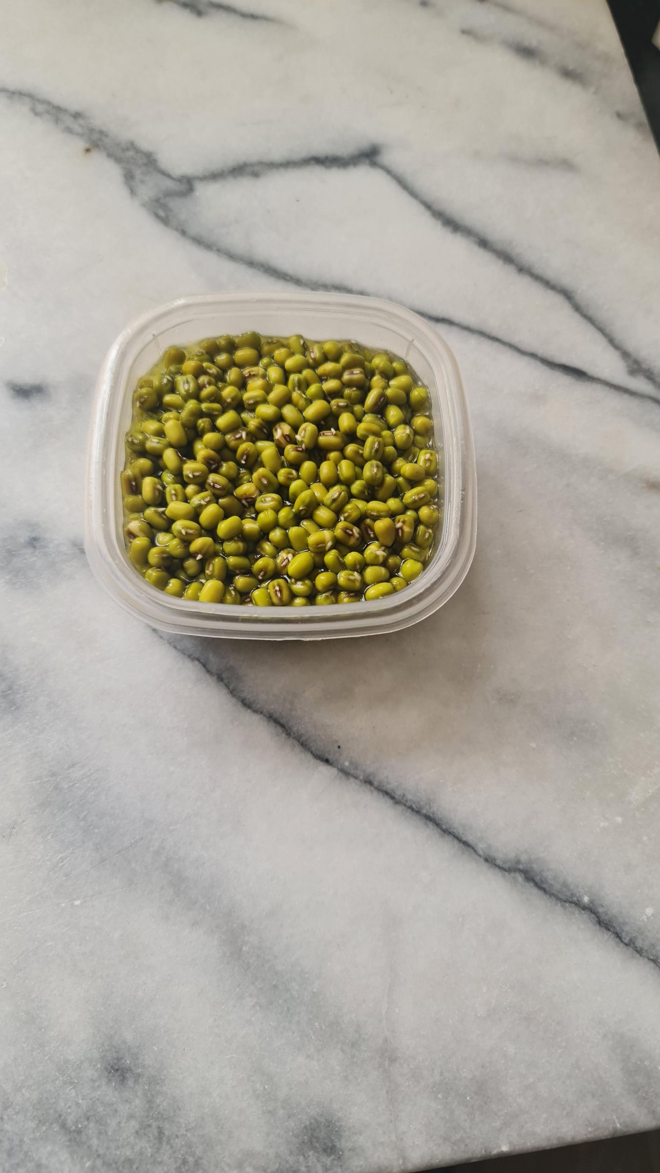 Automated Bean Sprouter : 8 Steps (with Pictures) - Instructables