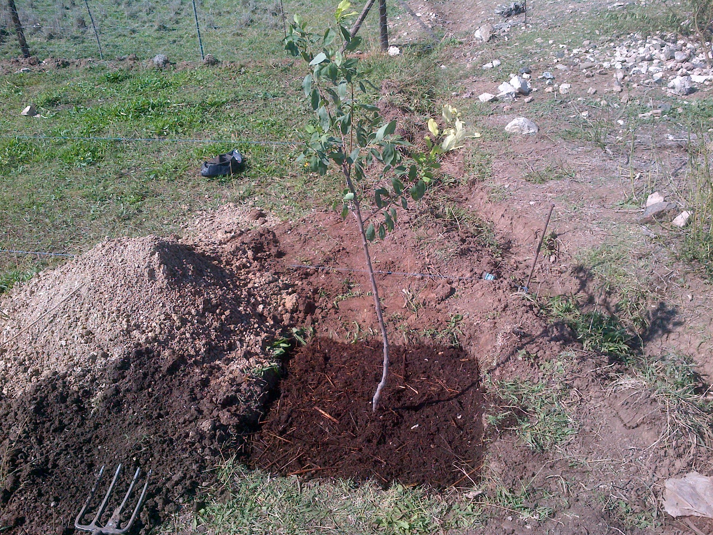 Planting Tree Ellen White Way (EGW) : 11 Steps - Instructables