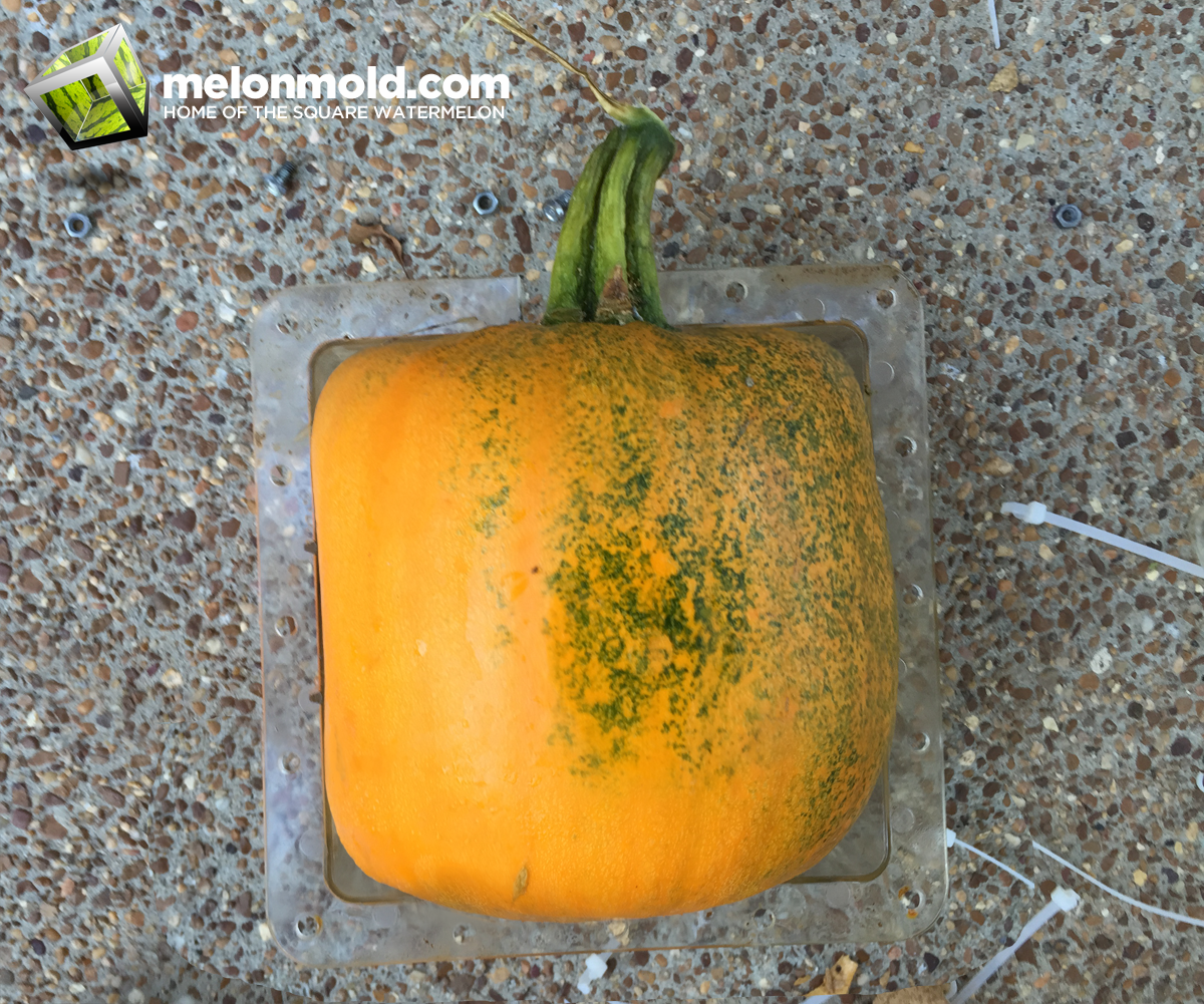 Grow a Square Pumpkin! : 5 Steps - Instructables