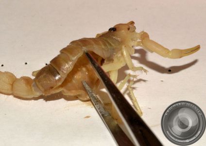 Dry-Mounting a Scorpion : 10 Steps (with Pictures) - Instructables