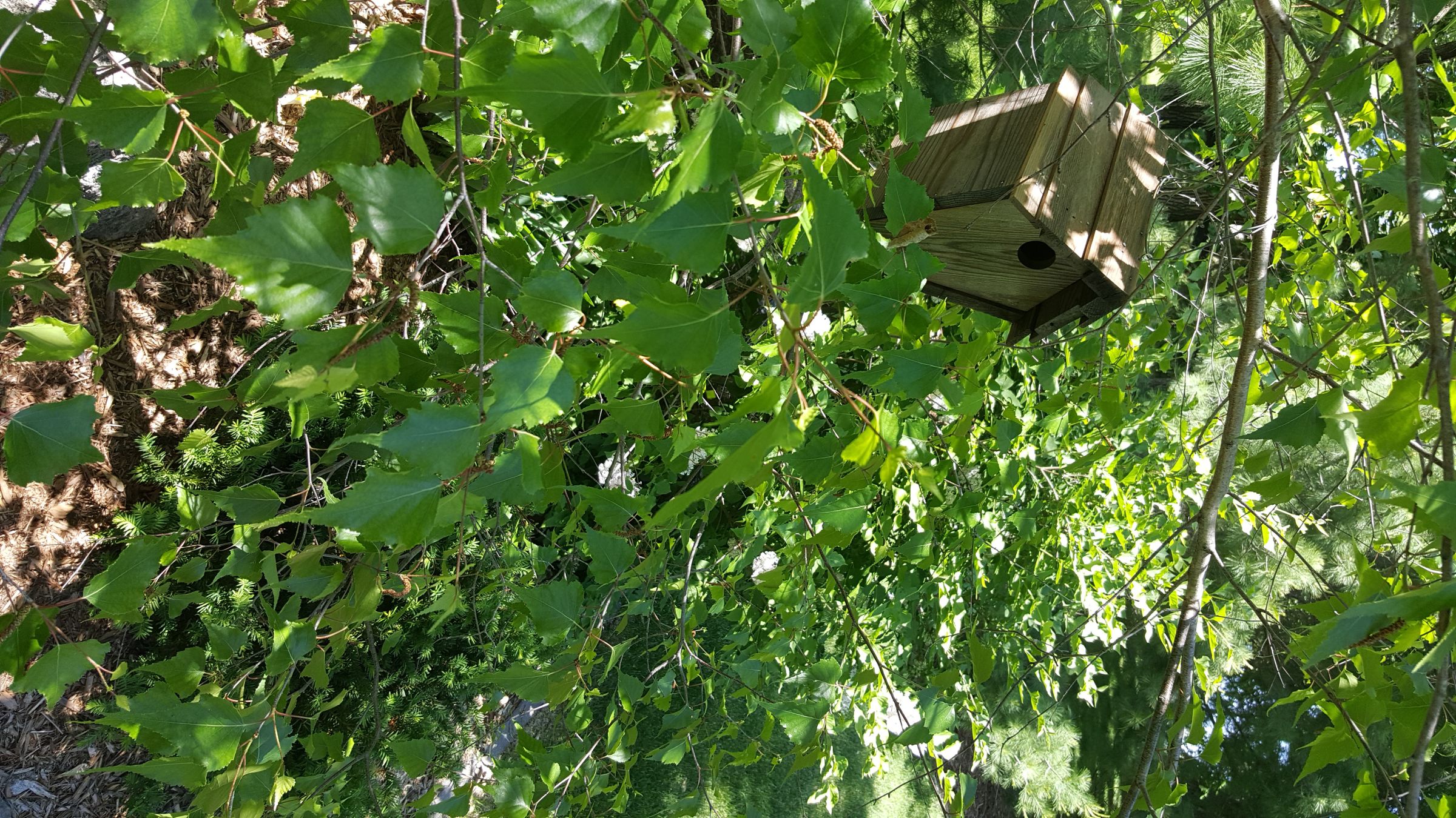 How to Fix/restore an Old Bird House : 8 Steps (with Pictures ...