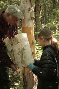 Harvesting Birch Bark : 10 Steps (with Pictures) - Instructables