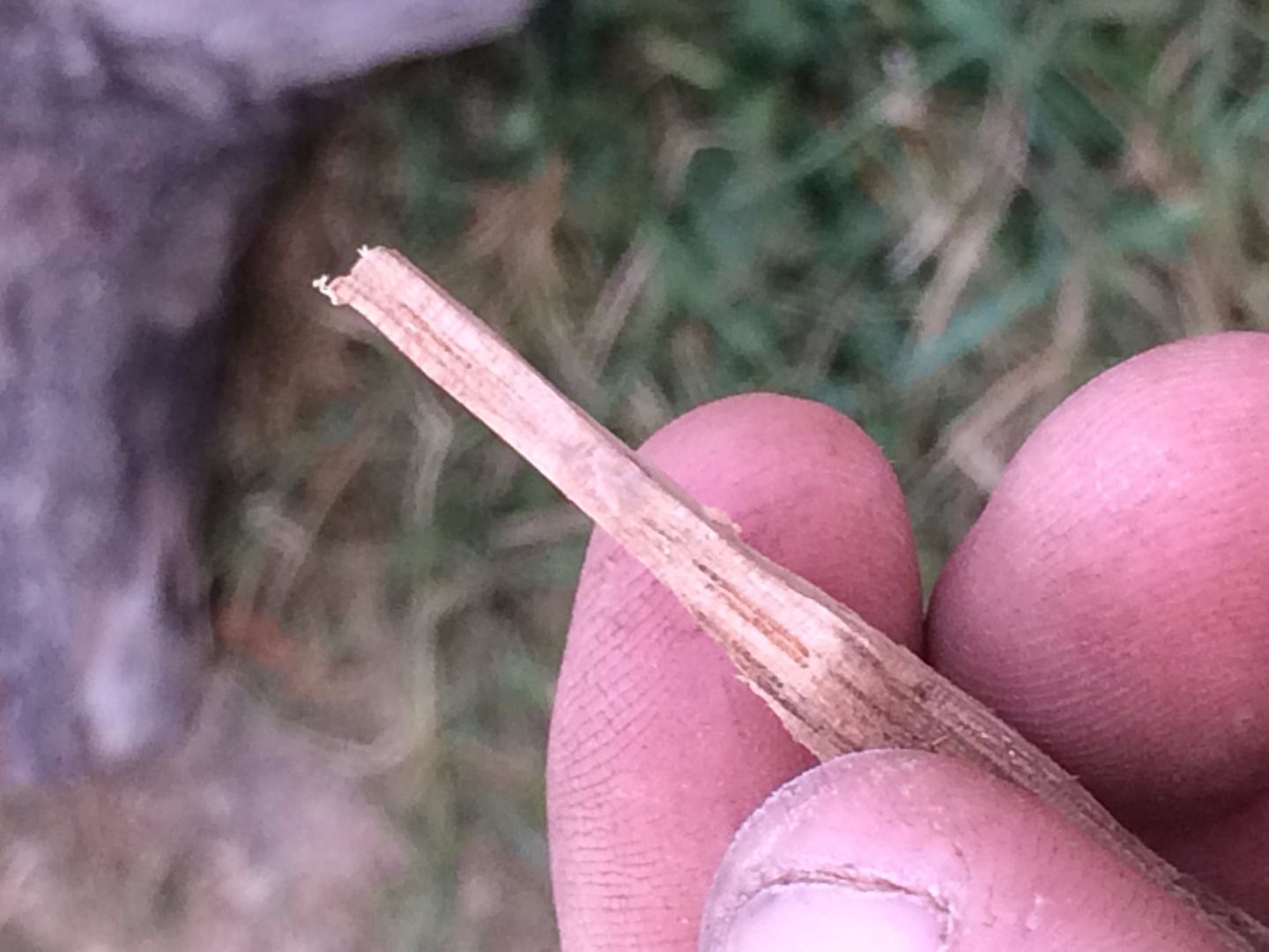 Replacement Toothpick for a Swiss Army Knife : 4 Steps (with Pictures ...