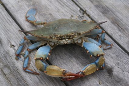 Crabbing for Beginners : 8 Steps (with Pictures) - Instructables