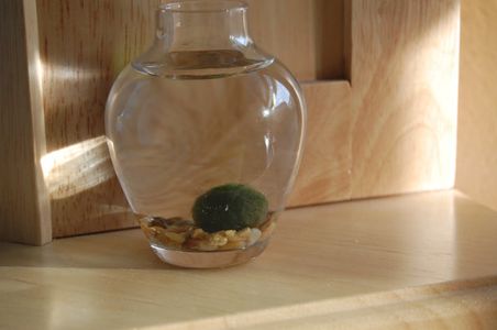 How to Take Care of Marimo Balls. - Instructables