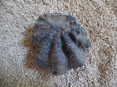 Cleaning Marine Fossils With Vinegar - Instructables