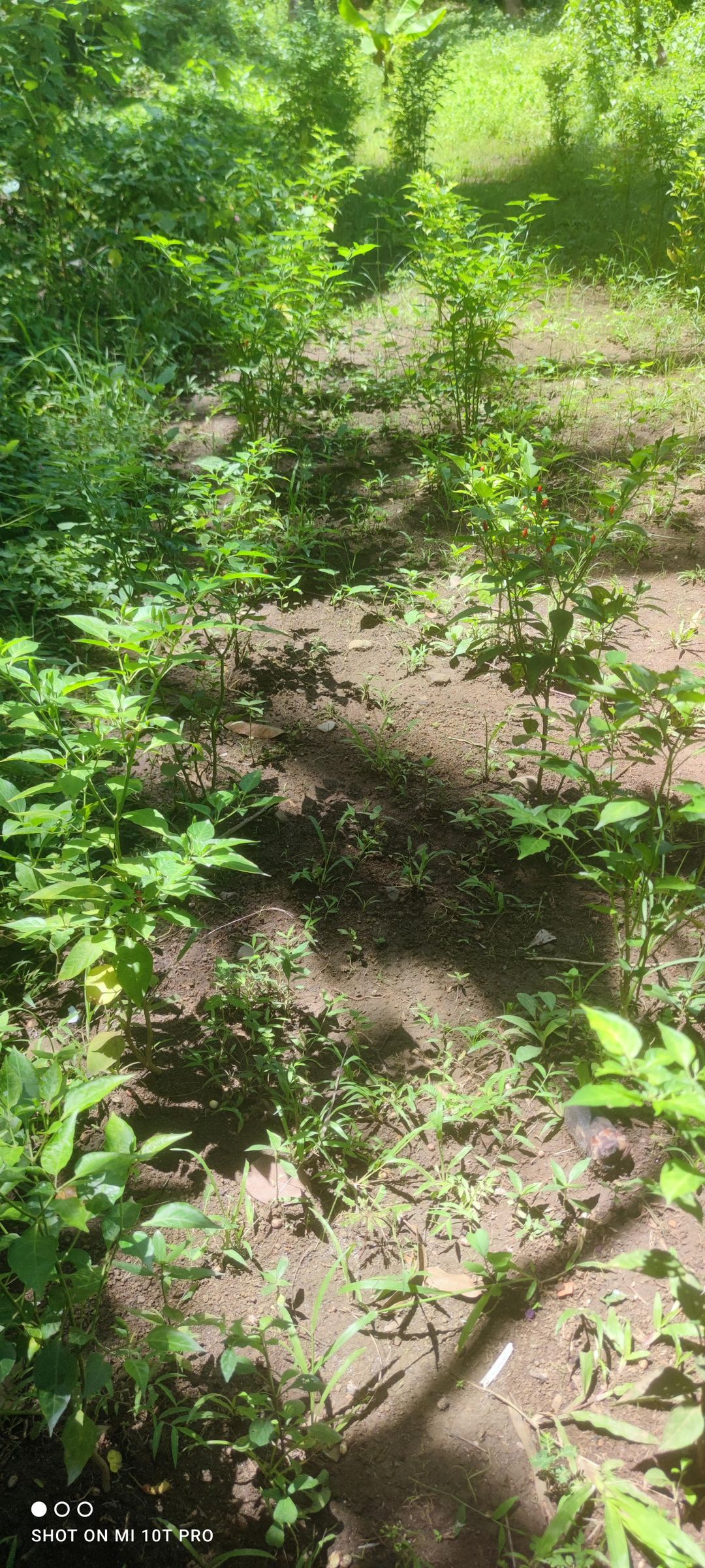 Growing the Carolina Reaper : 5 Steps - Instructables