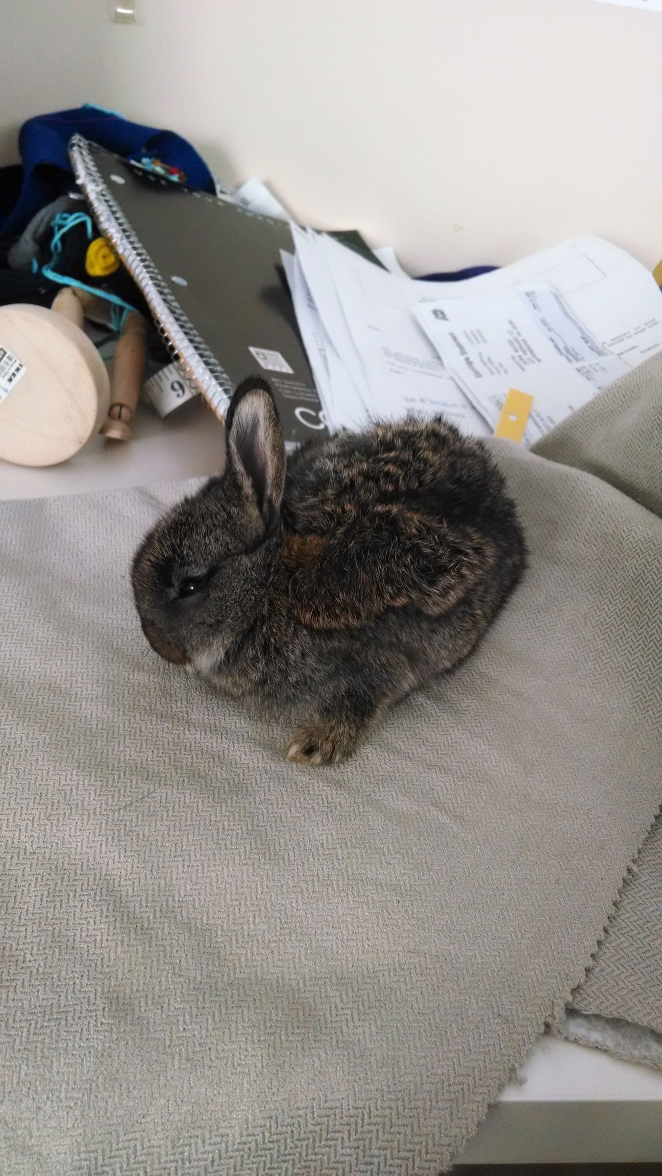 Small Rabbit Farming : 7 Steps (with Pictures) - Instructables