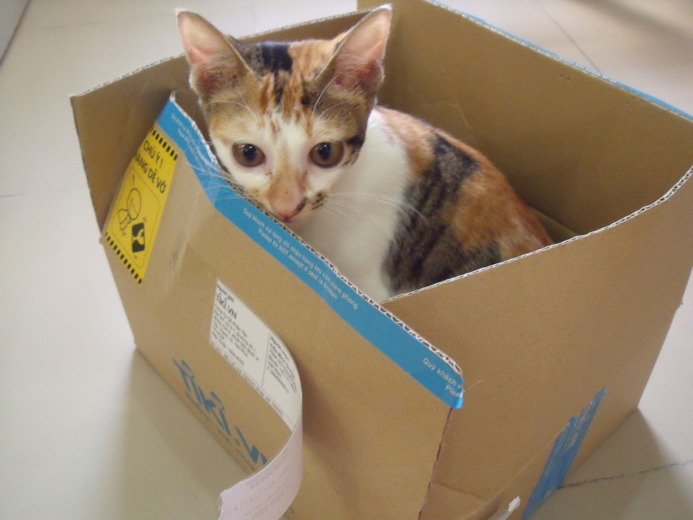 DIY Eco Friendly Cardboard Ball for Cat : 4 Steps (with Pictures ...