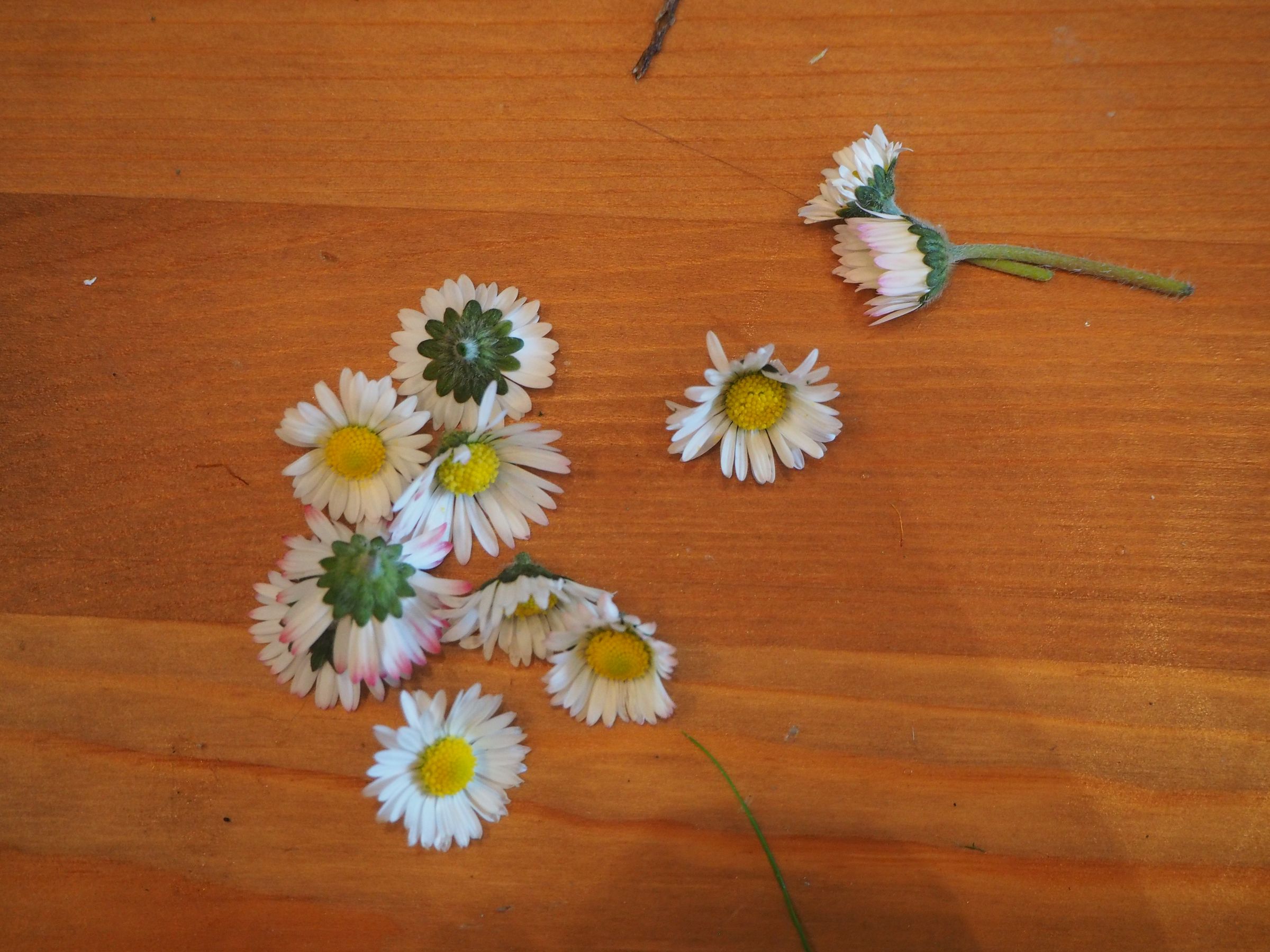 Techniques to Embed Flowers in Resin : 12 Steps (with Pictures ...