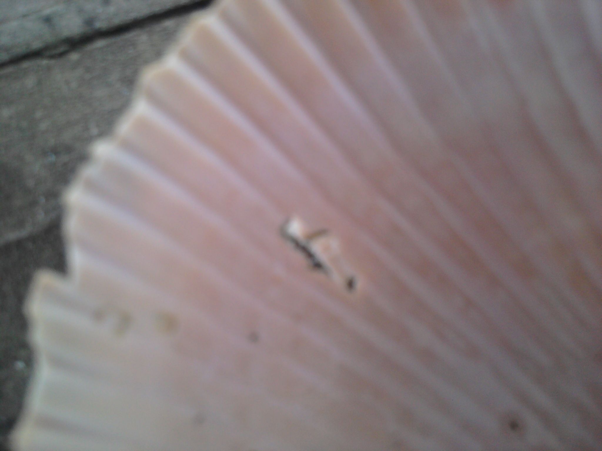 Seashell Windchime : 5 Steps - Instructables