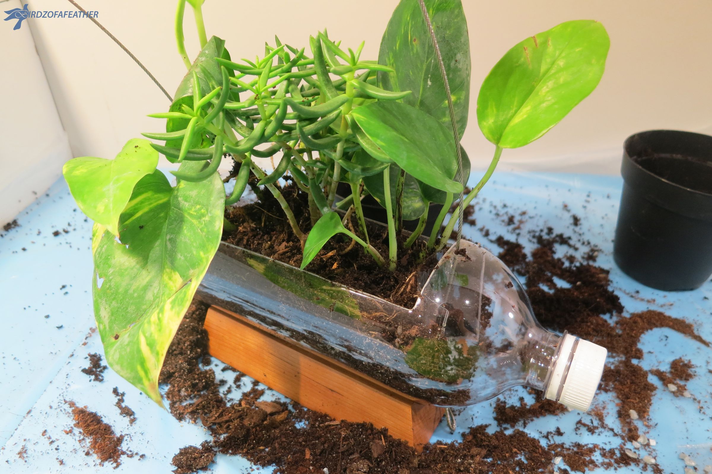 Soda Bottle Vertical Garden (for Indoors or Out!) : 23 Steps (with ...