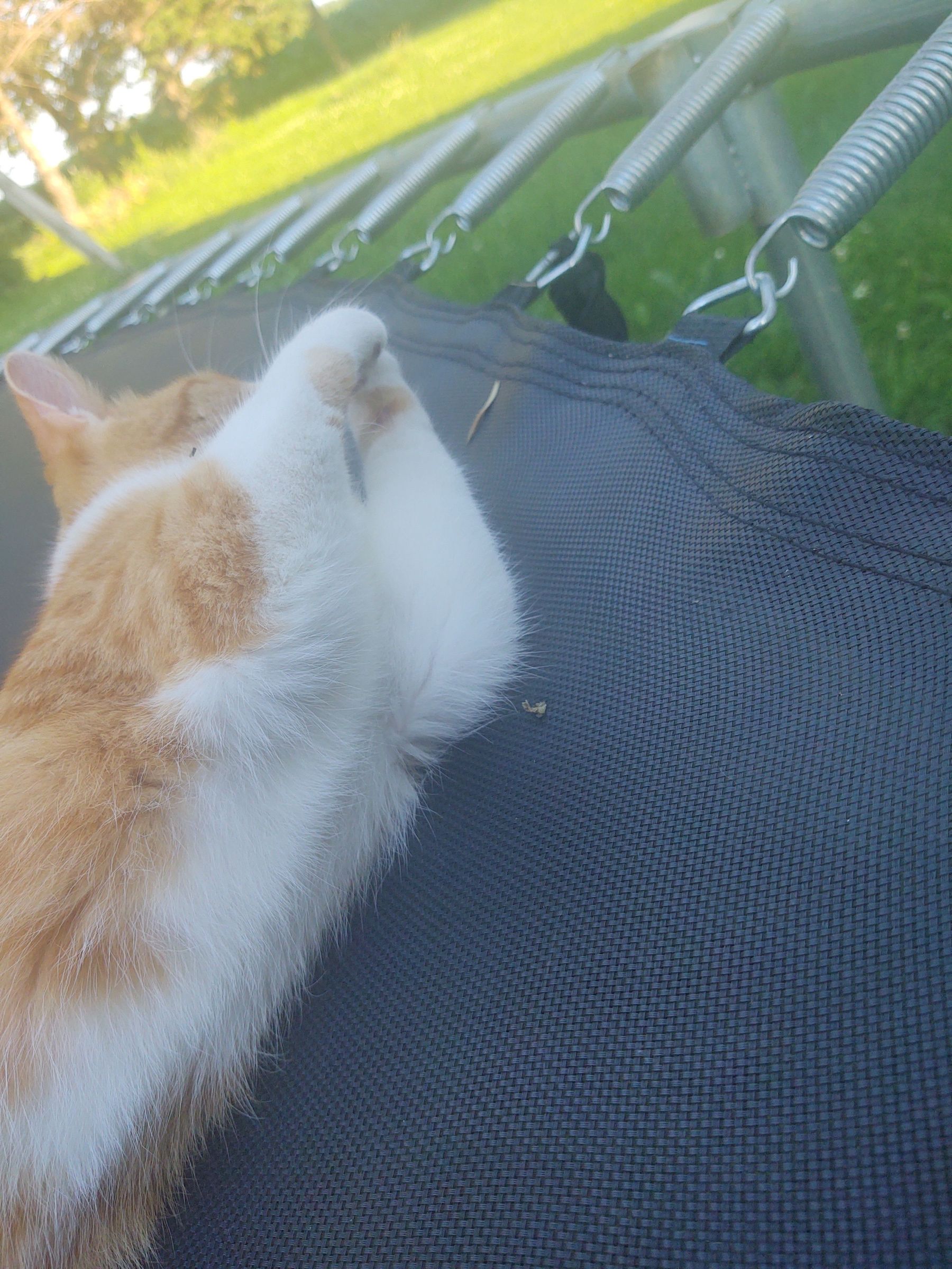 How to Dry Catnip : 6 Steps - Instructables