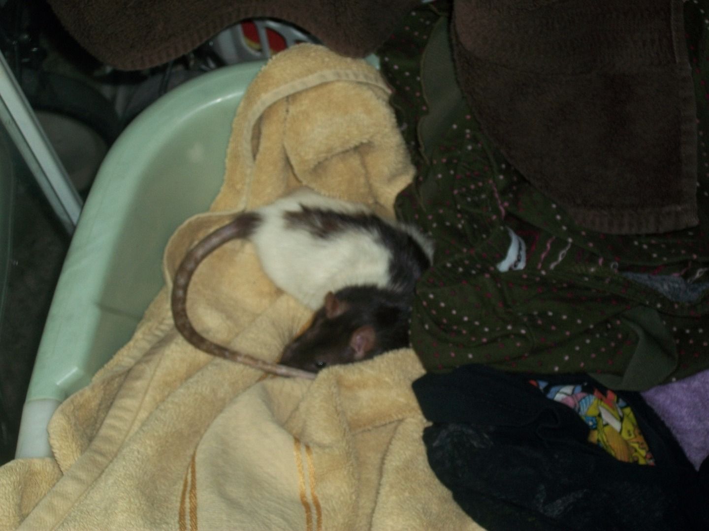How to Catch and Escaped Pet Rat : 6 Steps - Instructables
