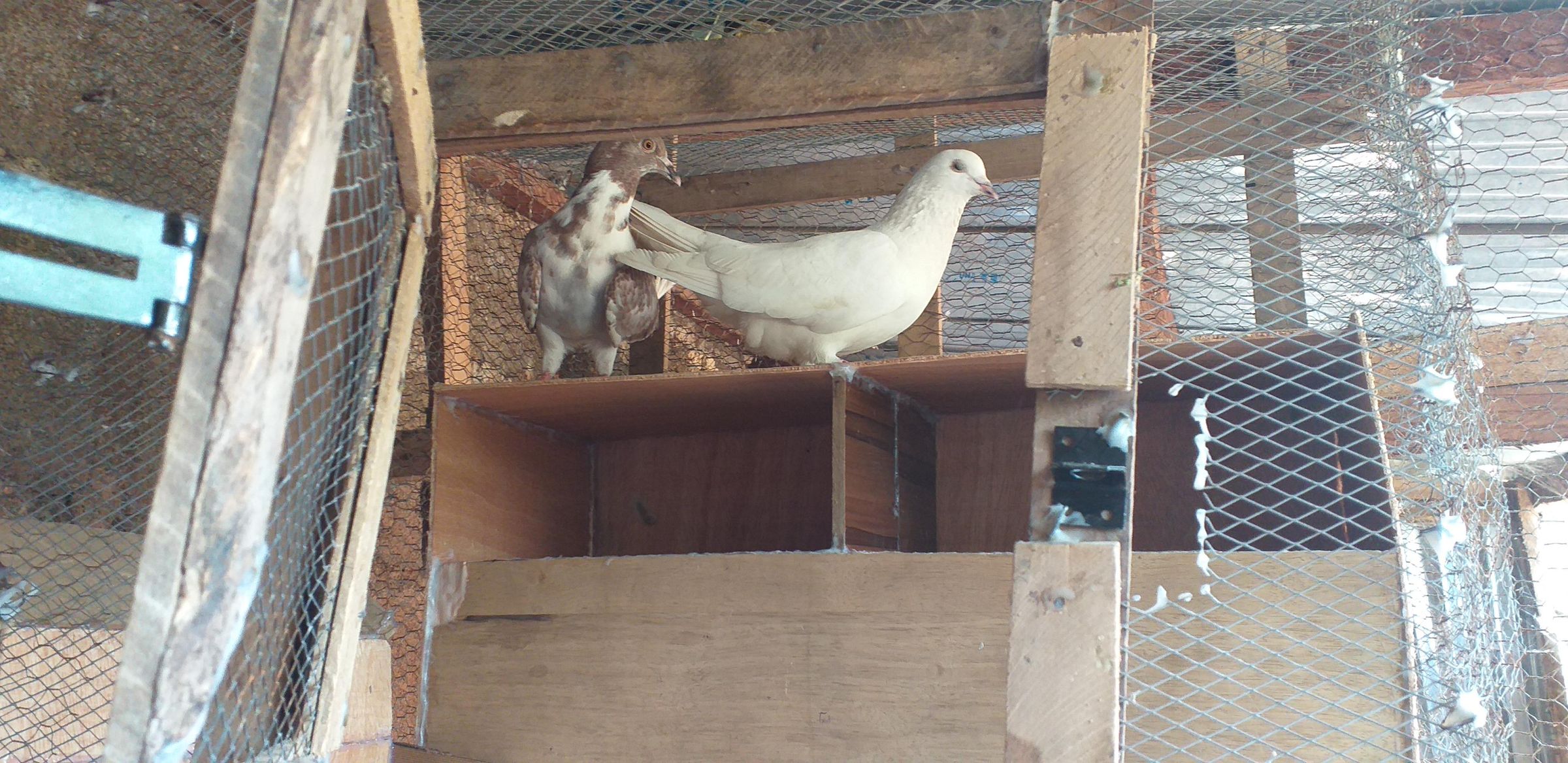 Pigeon House : 8 Steps (with Pictures) - Instructables