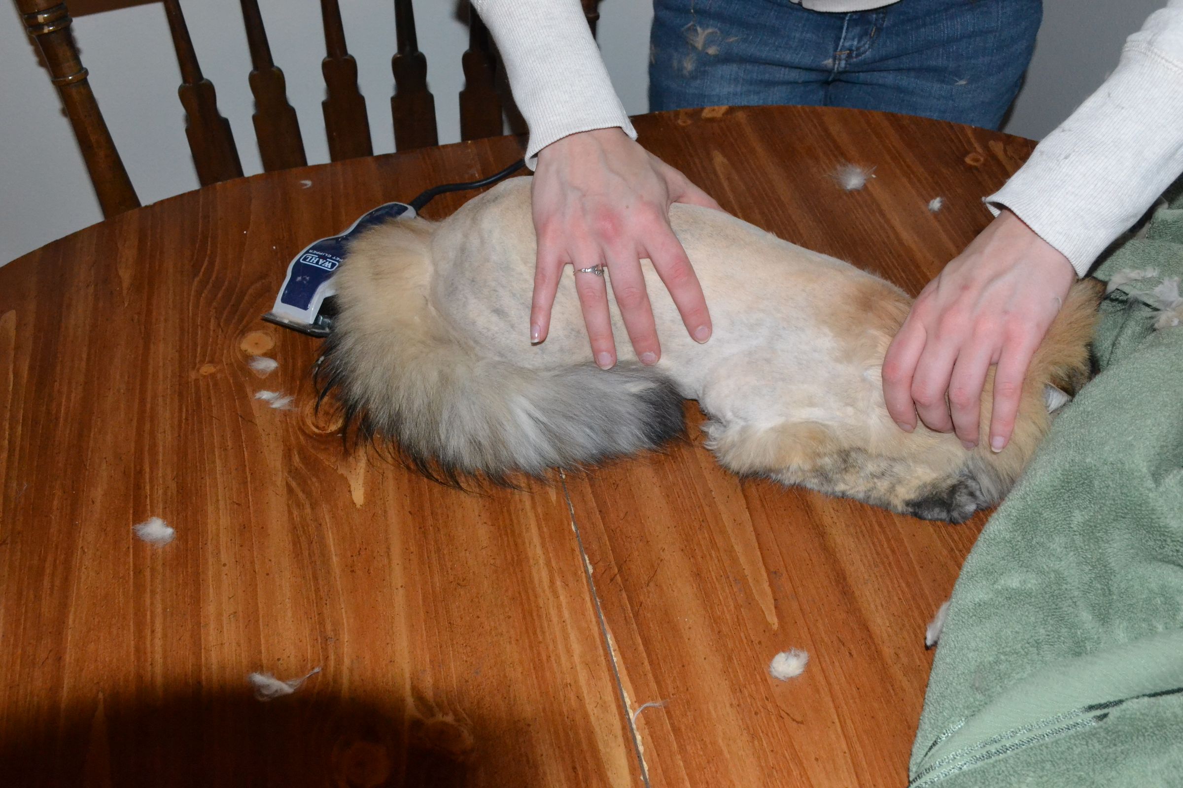 How to Groom Your Cat (Lion Cut) : 9 Steps (with Pictures) - Instructables