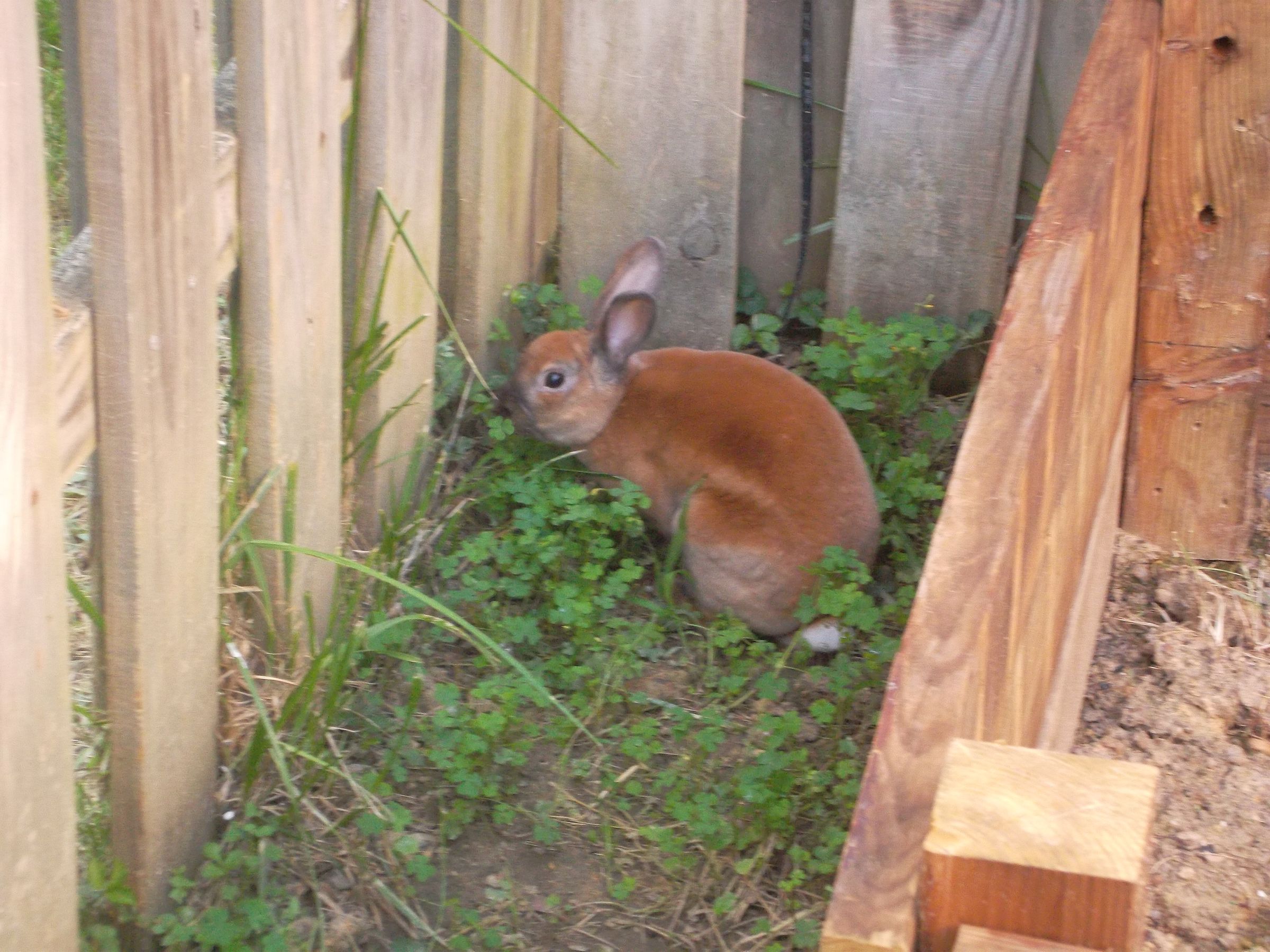Small Rabbit Farming : 7 Steps (with Pictures) - Instructables