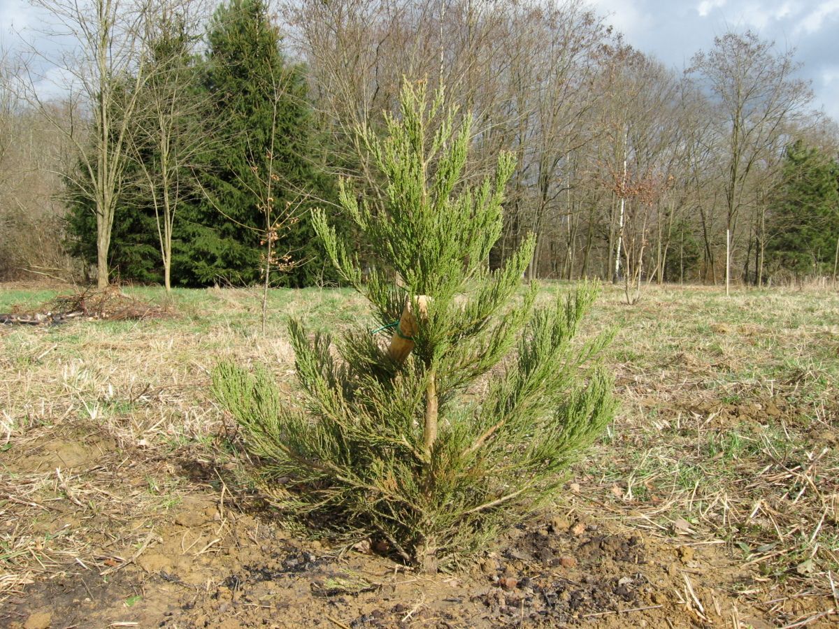 Grow Your Own Giant Sequoia Tree : 6 Steps (with Pictures) - Instructables