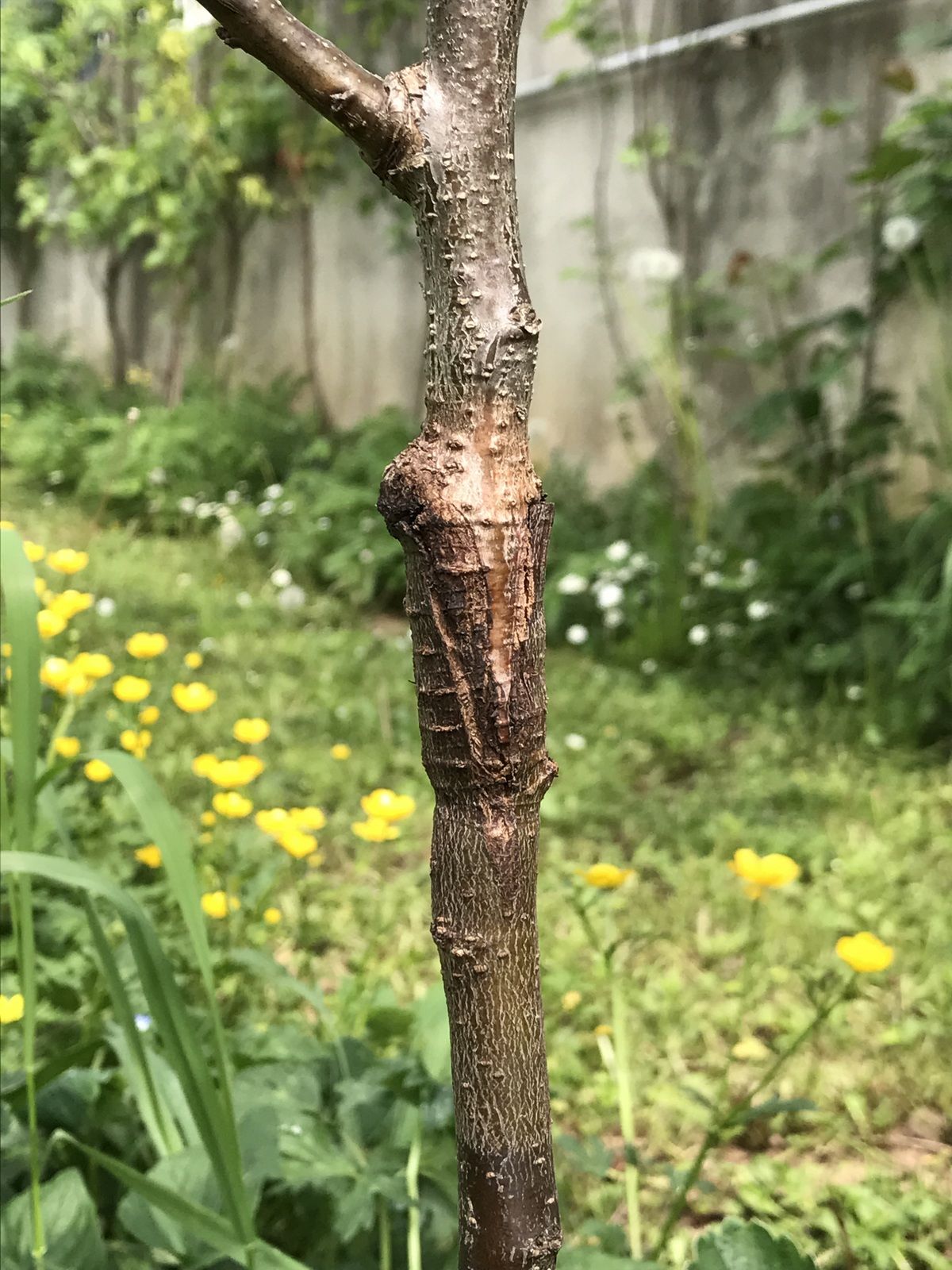 Simple Grafting Without Special Tools : 7 Steps (with Pictures ...