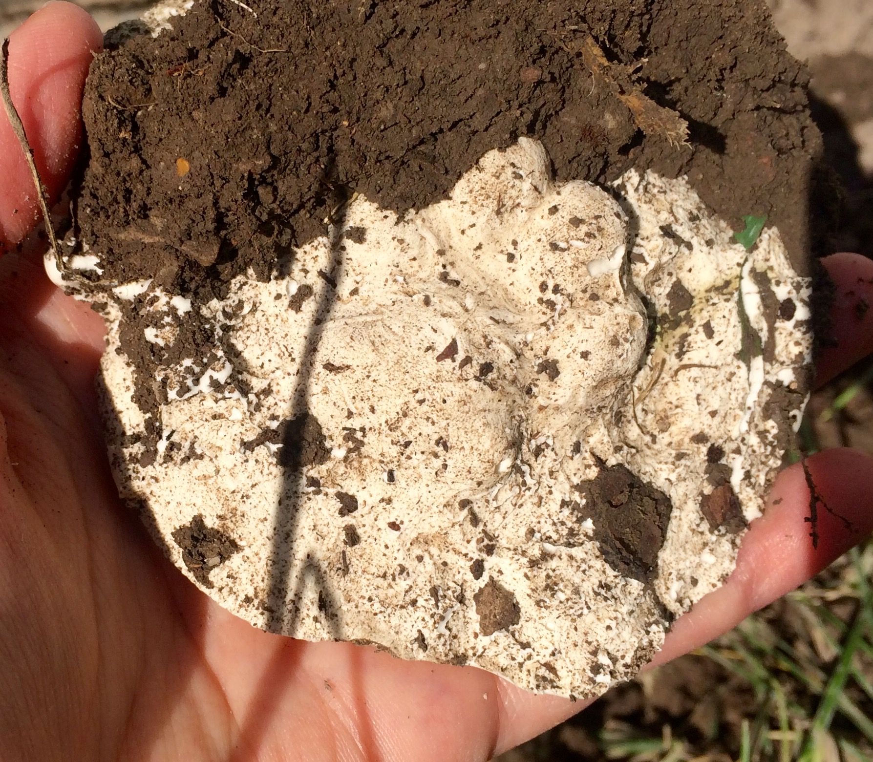 How to Make a Plaster Cast of an Animal Track : 4 Steps (with Pictures ...