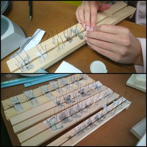 Insect Collection Case and Introduction to Entomology : 8 Steps (with ...
