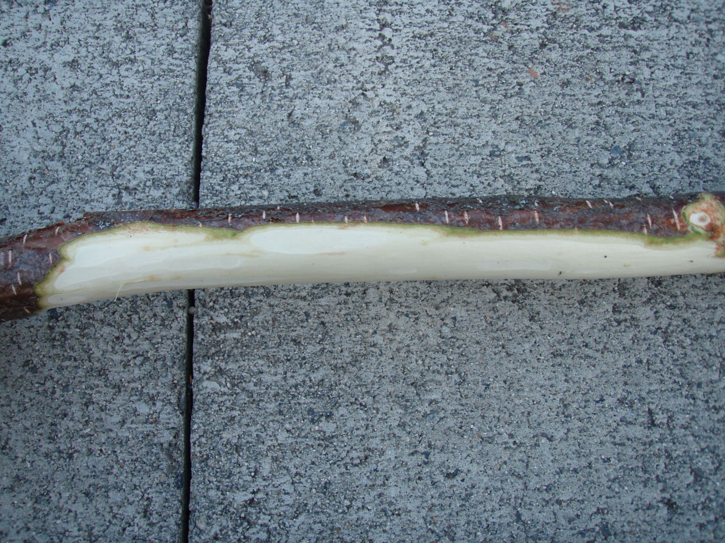 Carve a Staff / Walking Stick : 16 Steps (with Pictures) - Instructables