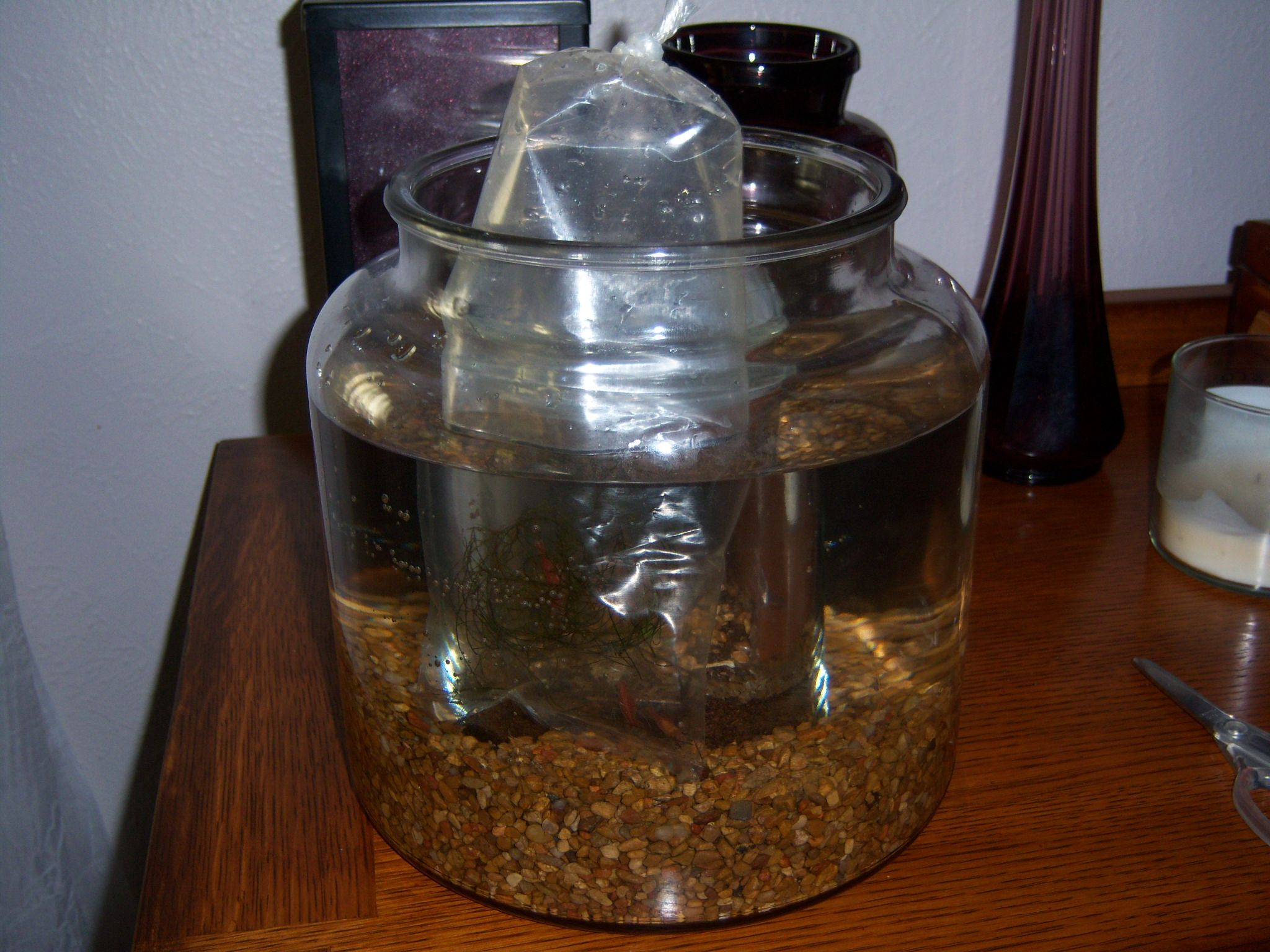 A Low Maintenance/self Sustaining Ecosystem and Aquarium! : 9 Steps ...