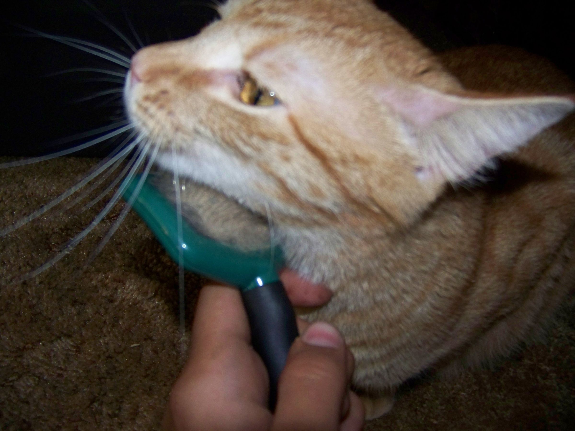 How to Make Your Cat Purr : 7 Steps (with Pictures) - Instructables