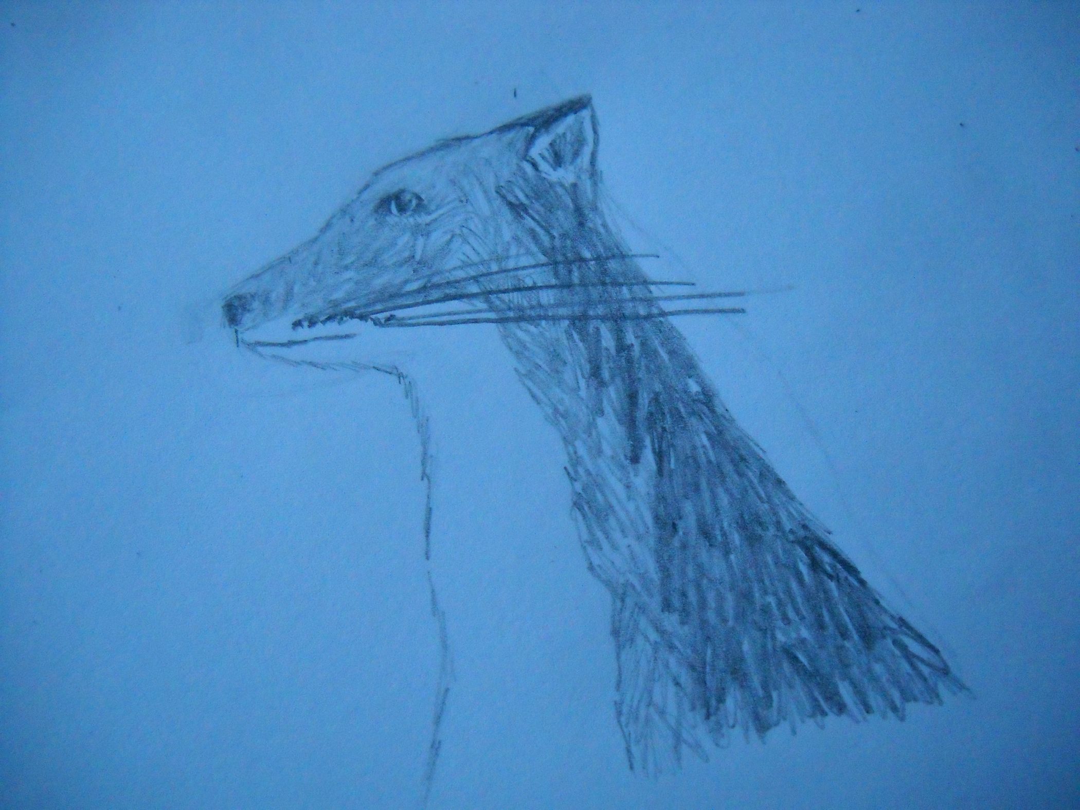 How to Draw a Fox : 8 Steps - Instructables