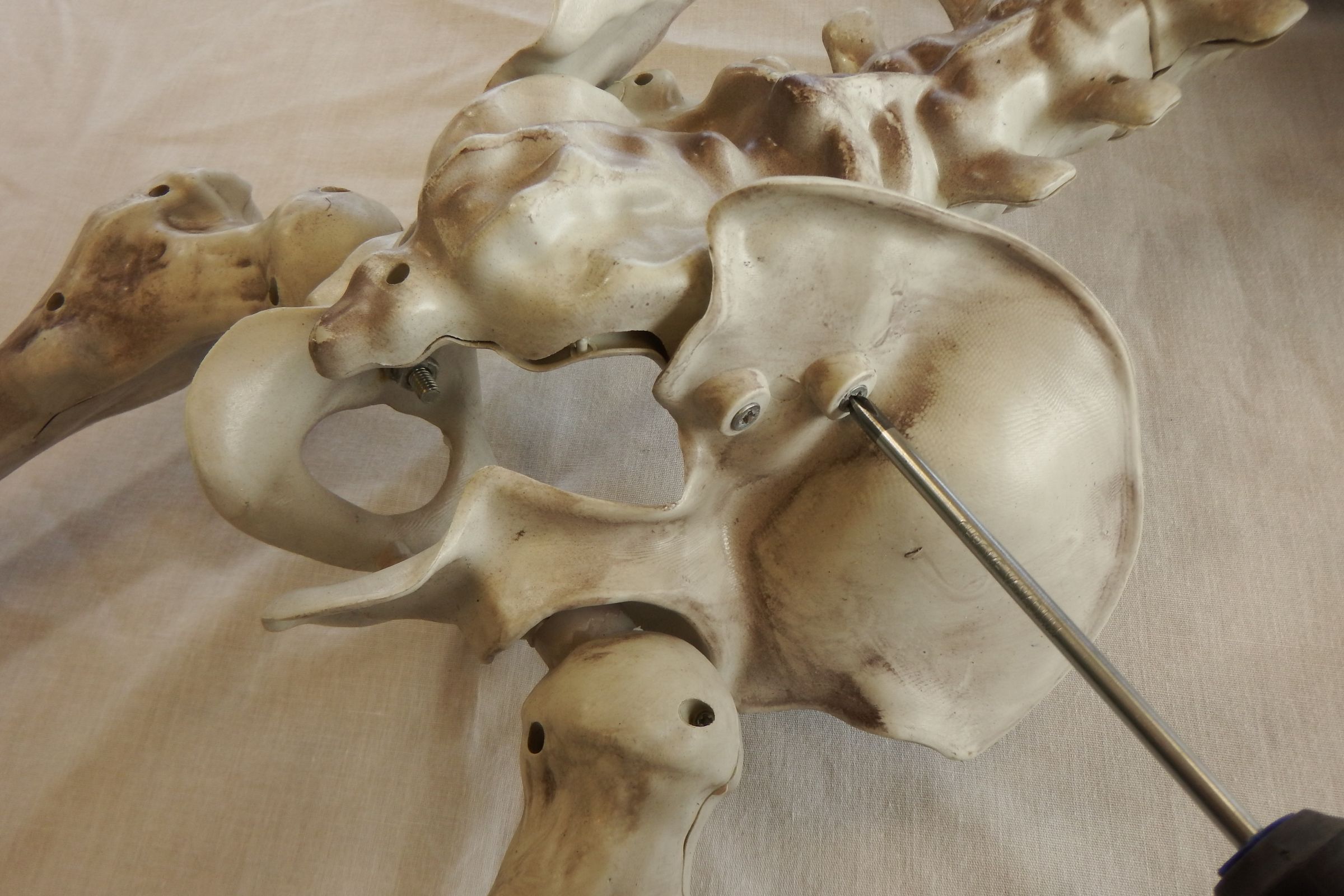 Hack and Repair Plastic Halloween Skeletons : 9 Steps - Instructables