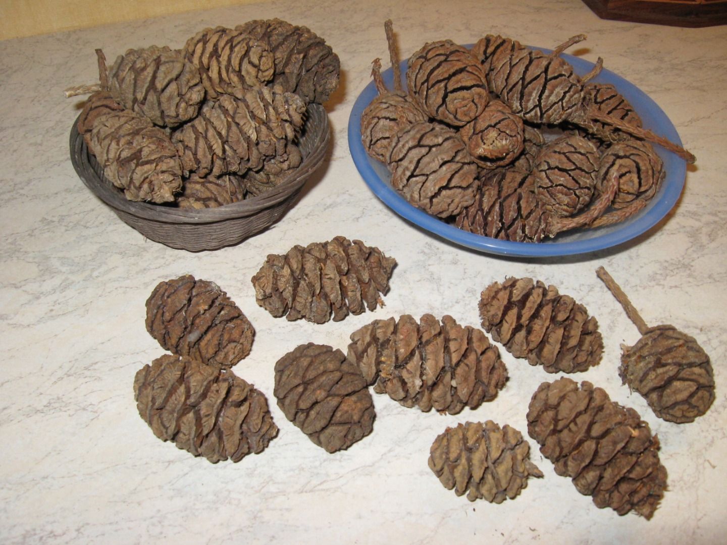 Grow Your Own Giant Sequoia Tree : 6 Steps (with Pictures) - Instructables