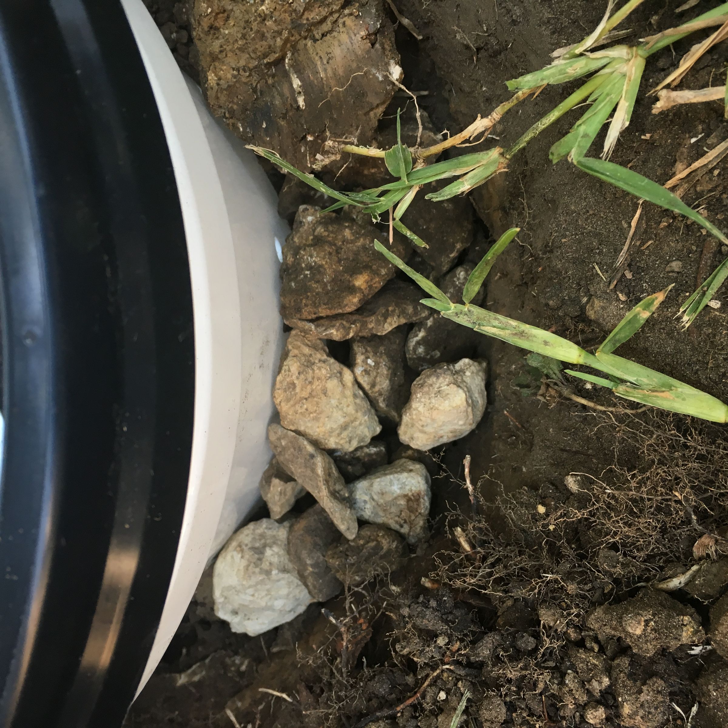 DIY Doggie Septic System With Natural Starter : 14 Steps (with Pictures ...