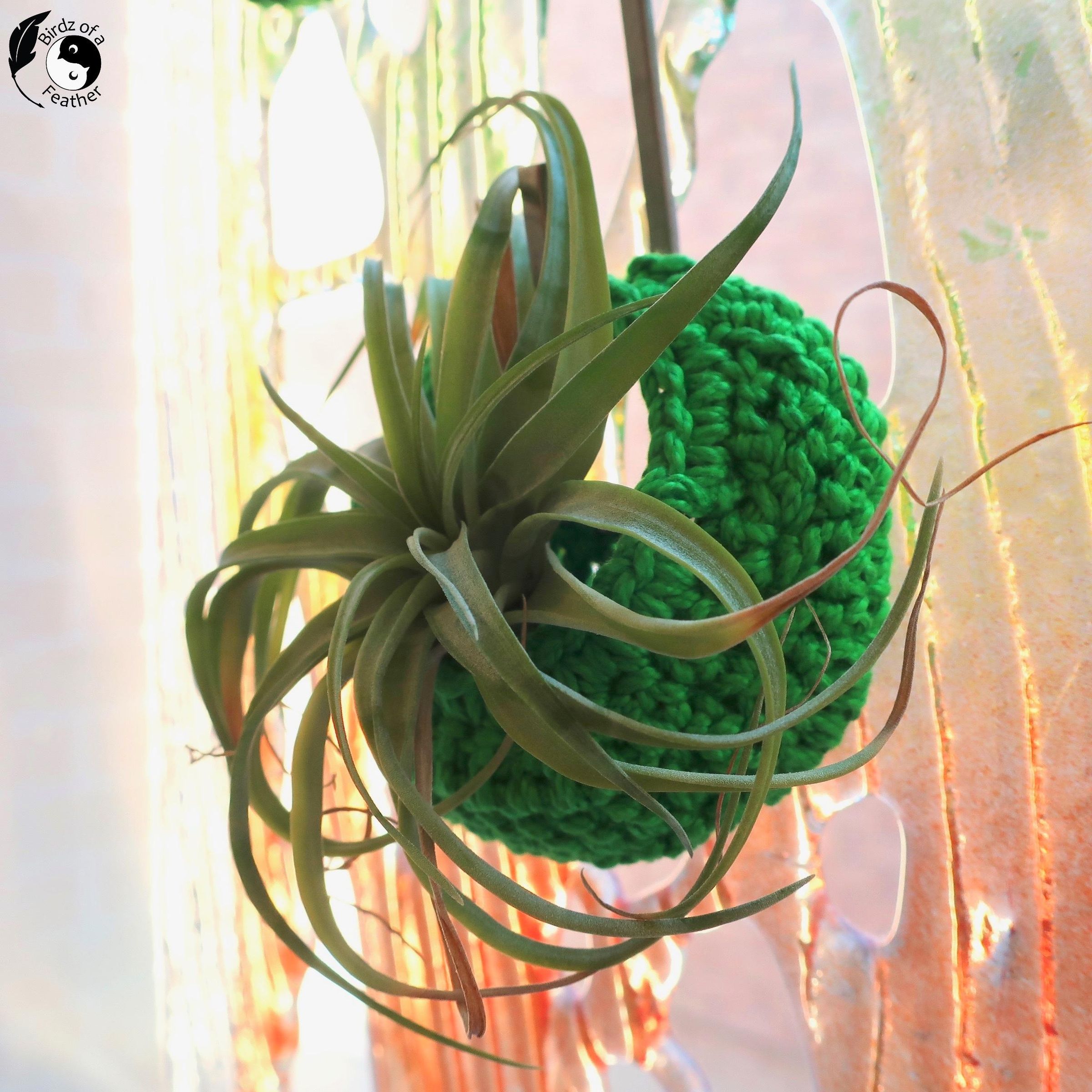 How to Crochet Air Plant Pods : 14 Steps (with Pictures) - Instructables