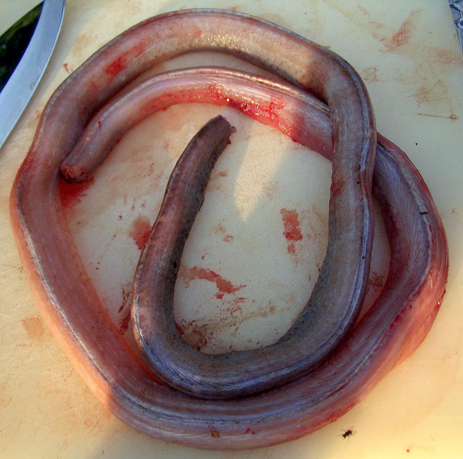 How to Skin and Clean a Dead Snake : 11 Steps (with Pictures ...